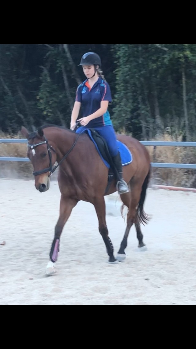 Gelding for $3,500.00 in White Rock (Cairns - Qld), QLD | Horseyard.com.au