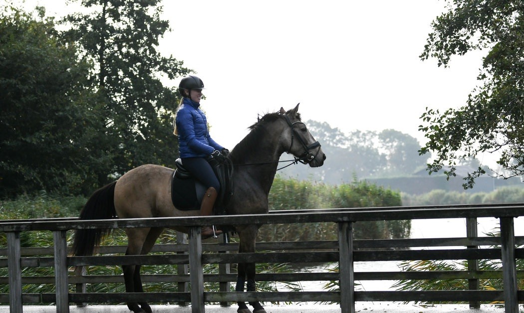 Gelding for $6,000.00 in Brunswick Heads, NSW | Horseyard.com.au