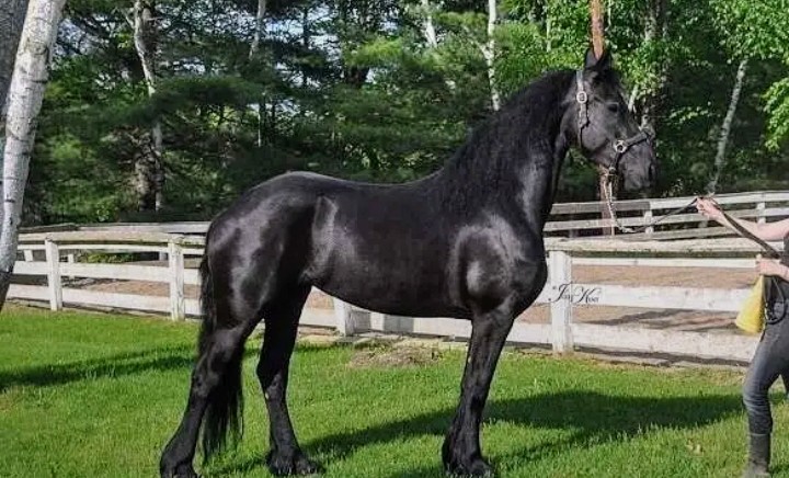 1974 Kara Kar horse float 2HSL for $9,000.00 in Orangeville, NSW ...