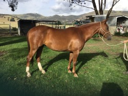 Campdraft Horses for sale | Horseyard.com.au