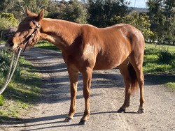 Campdraft Horses for sale | Horseyard.com.au