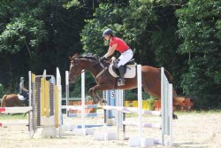 Gelding for $3,500.00 in White Rock (Cairns - Qld), QLD | Horseyard.com.au