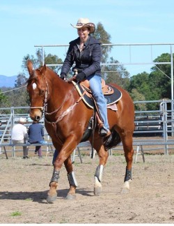 Campdraft Horses for sale | Horseyard.com.au