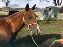 Campdraft Horses for sale | Horseyard.com.au