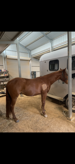 Campdraft Horses for sale | Horseyard.com.au