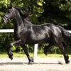 Buy Horses | Horseyard.com.au