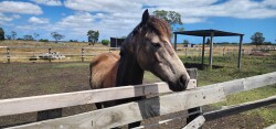 Gelding for $200.00 in Bangholme, VIC | Horseyard.com.au