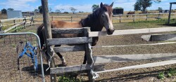 Gelding for $200.00 in Bangholme, VIC | Horseyard.com.au