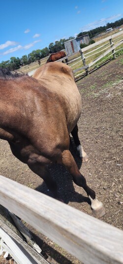 Gelding for $200.00 in Bangholme, VIC | Horseyard.com.au
